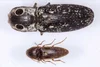 Click beetles — Texas Insect Identification Tools