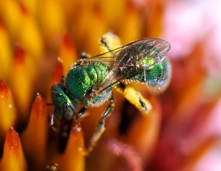 Common Insects Blog — Texas Insect Identification Tools