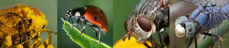 Southwest Bugs Website — Texas Insect Identification Tools