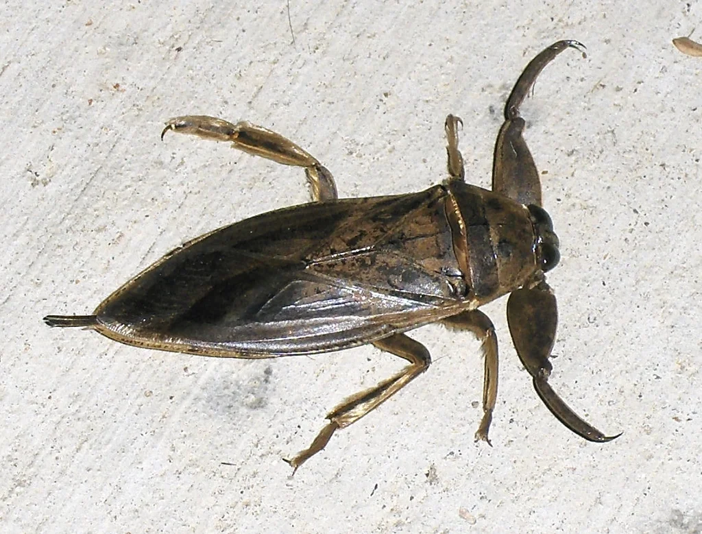 Common True Bugs Texas Insect Identification Tools common-true-bugs-texas-insect-identification-tools