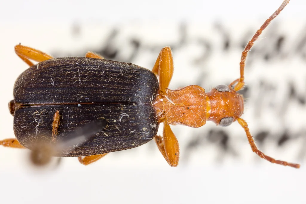 Large Common Beetles — Texas Insect Identification Tools