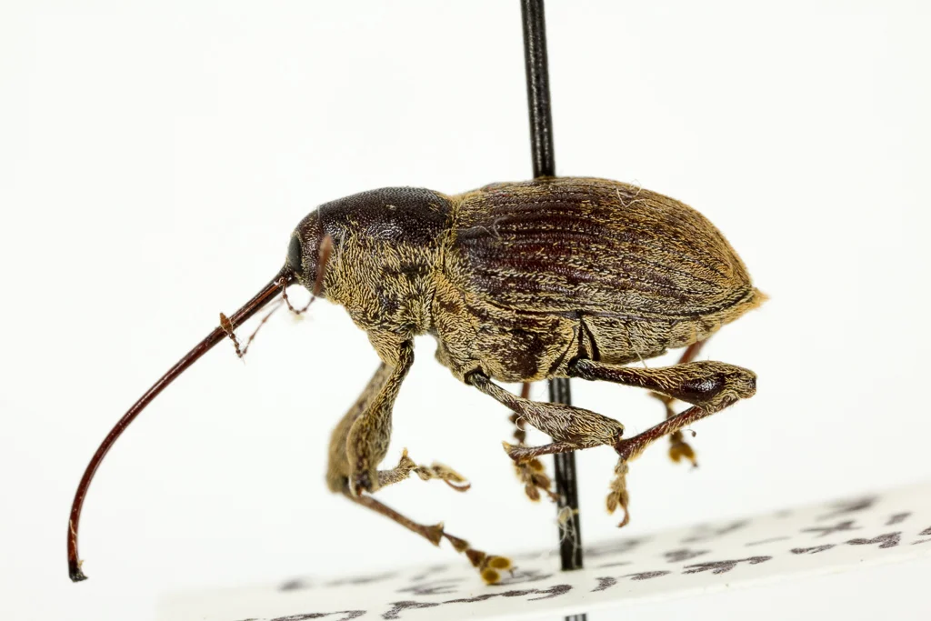 Large Common Beetles — Texas Insect Identification Tools