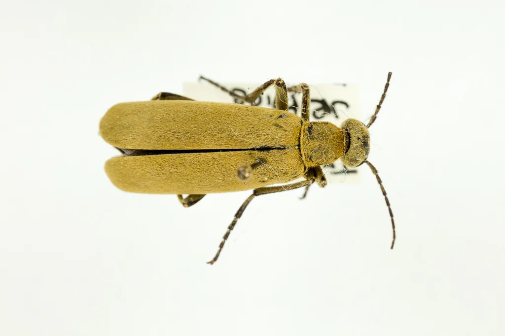 Large Common Beetles — Texas Insect Identification Tools