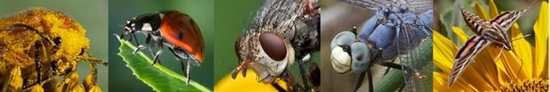 Texas Insect Identification Tools