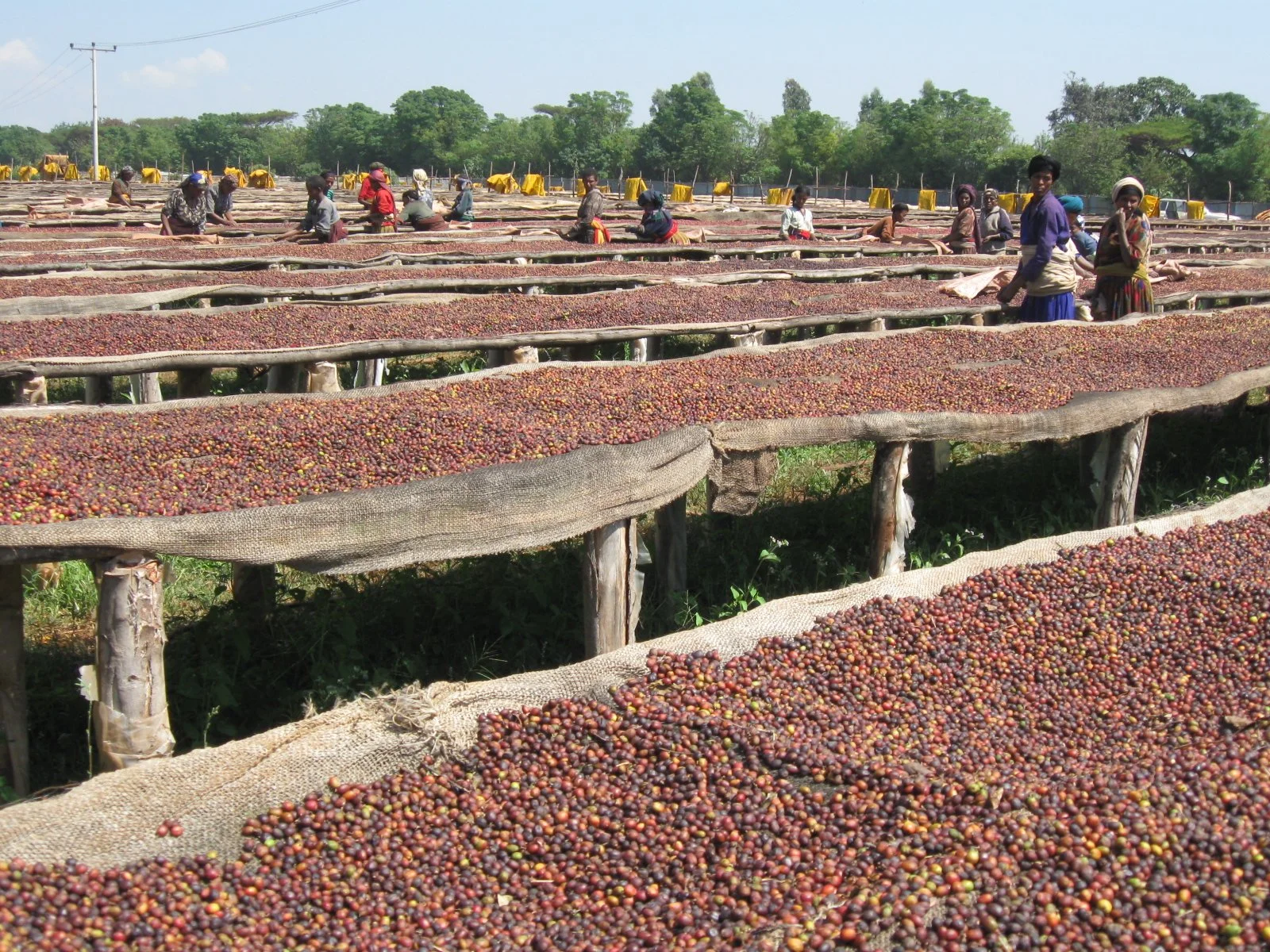 The Coffee Bean: Seed to Cup — Vienna Coffee Company