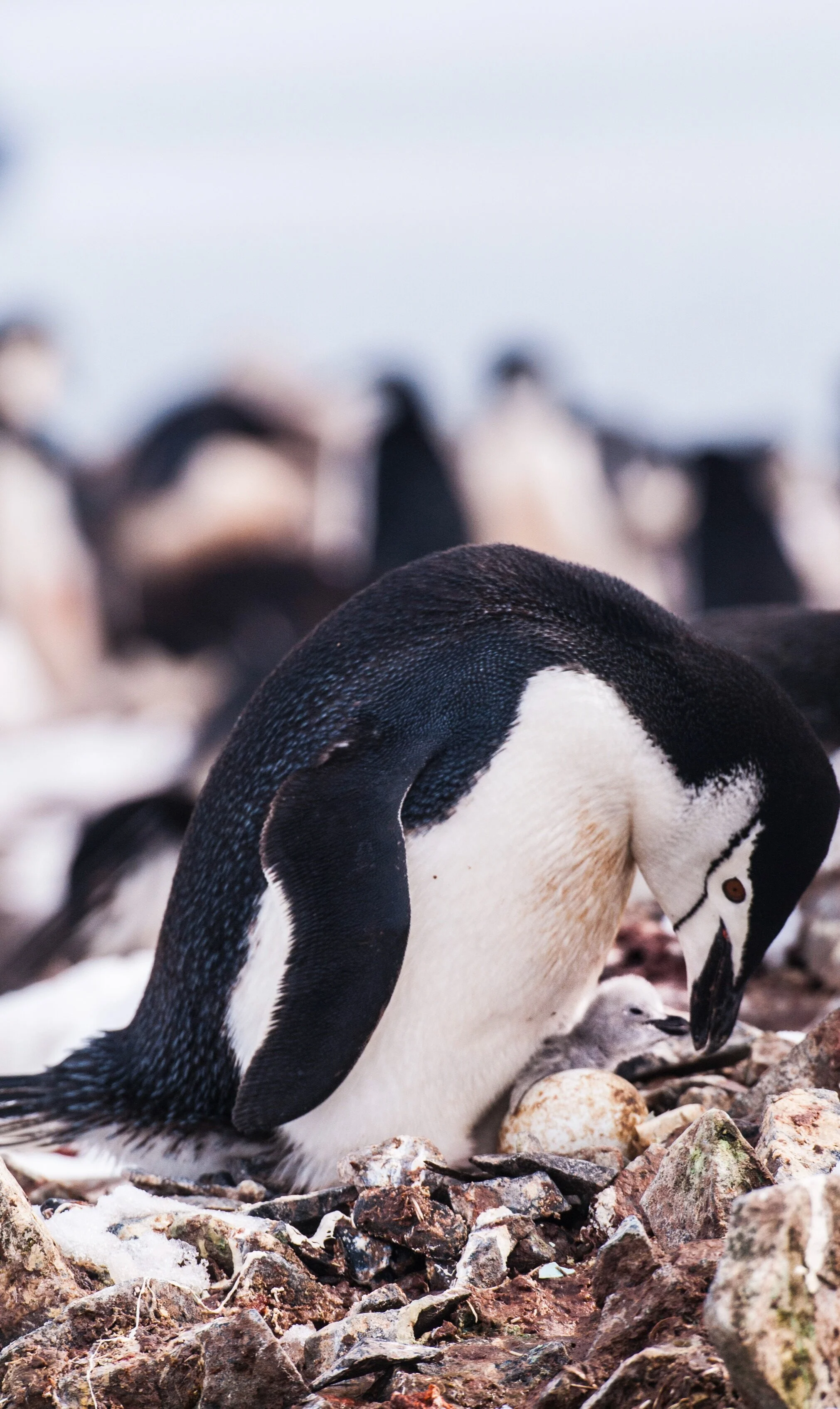 Antarctica Expedition - WHOA travel | Women Powered Adventures