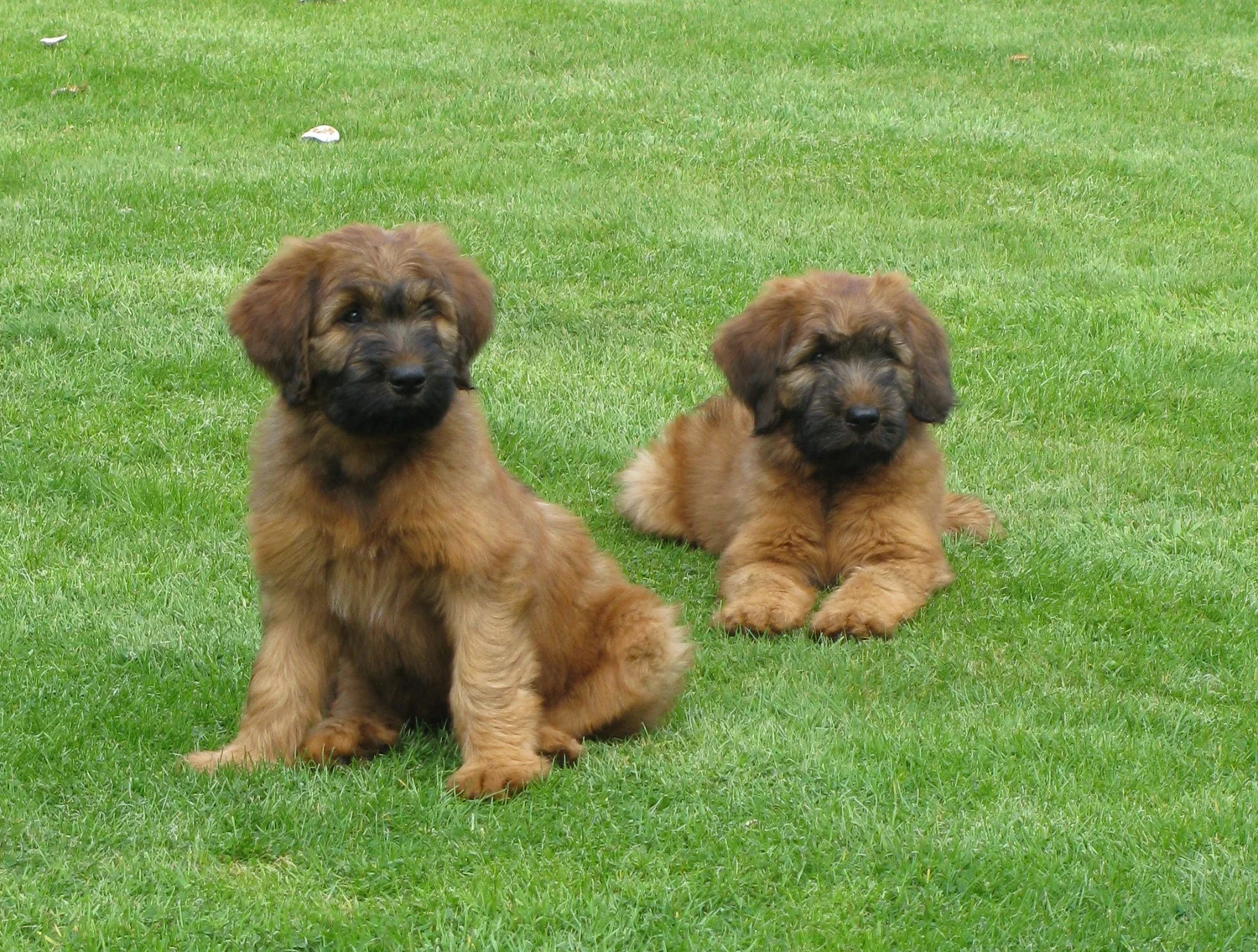 Briard Puppies