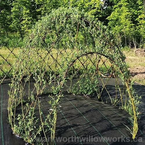 Woven Willow Tree — The Branch Ranch