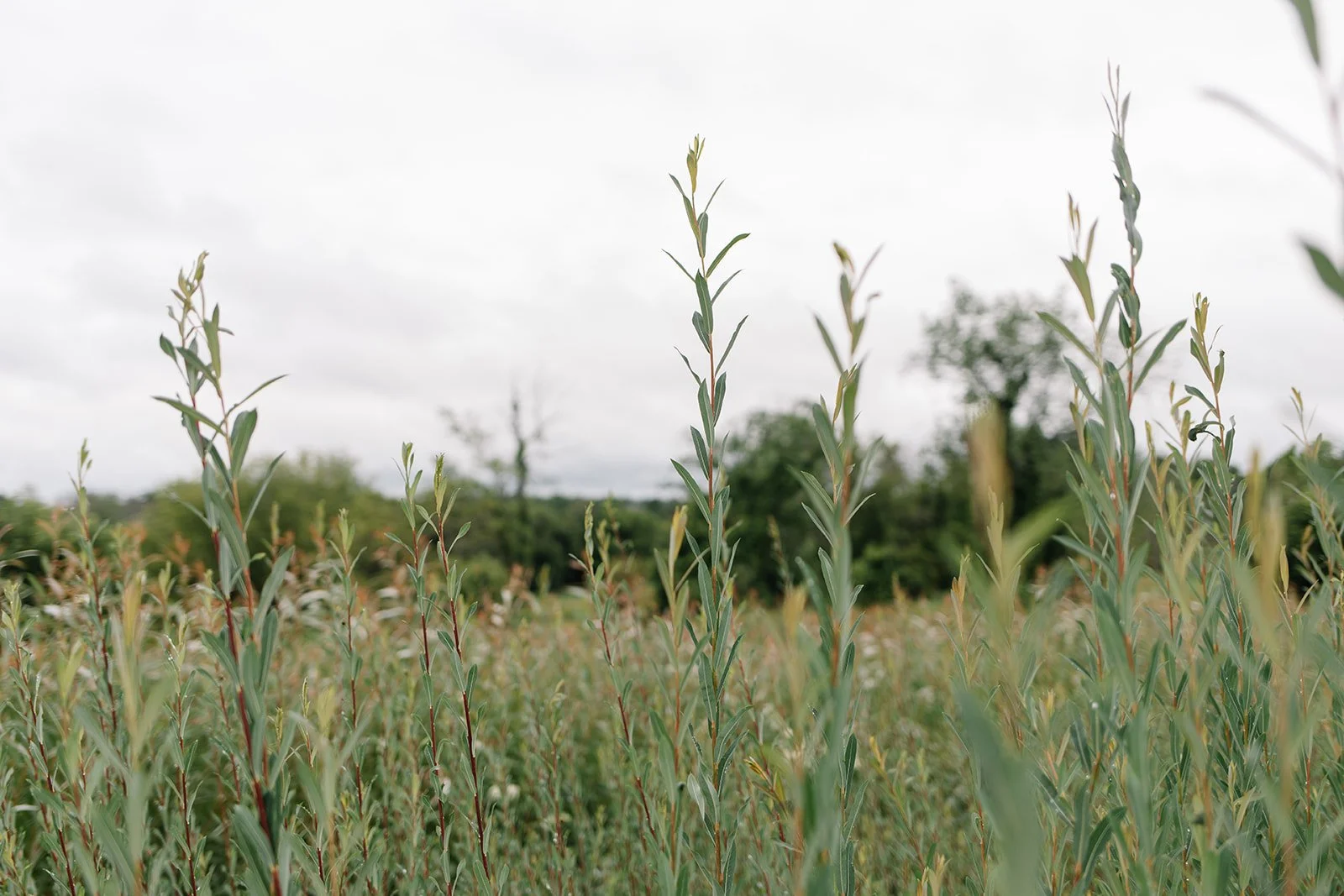 Planting Willow — The Branch Ranch