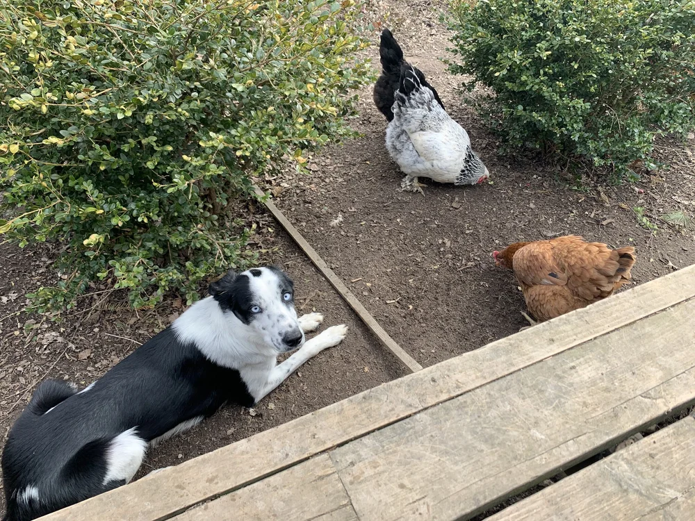 Farm News — Rustic Roots Farm