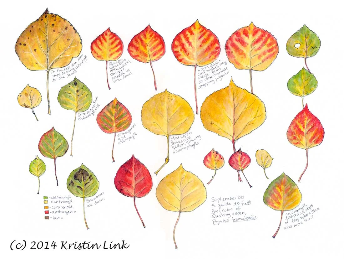 Variation and Repetition in Fall Leaf Color — Kristin Link