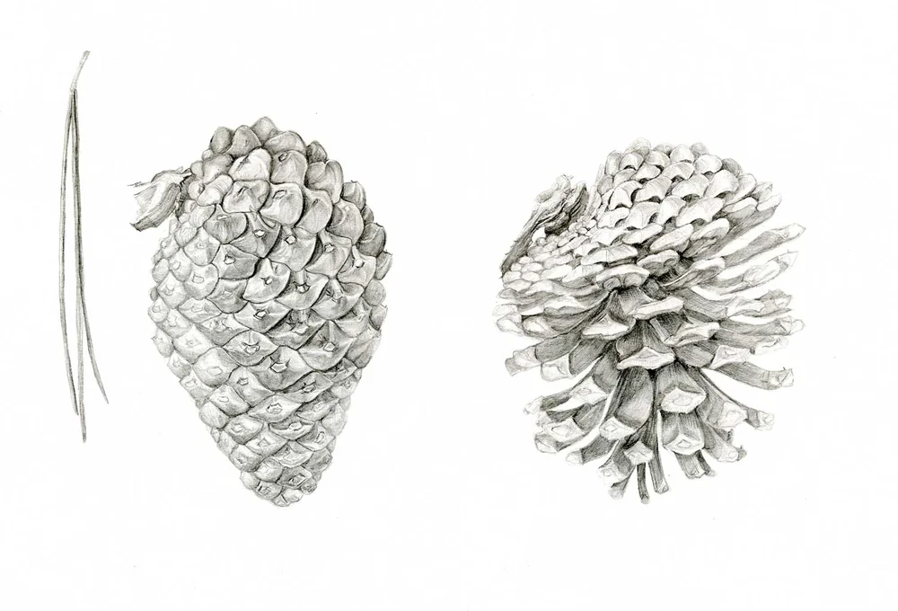 Pine Cone Pen Drawing