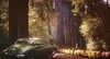 Vertigo - Communing With The Redwoods — Reel SF