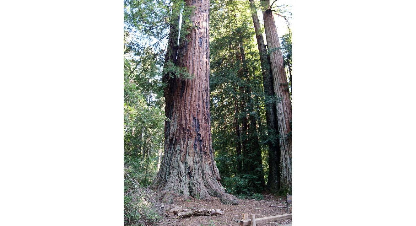 Vertigo - Communing With The Redwoods — Reel SF