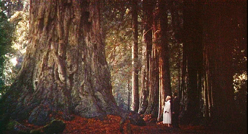 Vertigo - Communing With The Redwoods — Reel SF