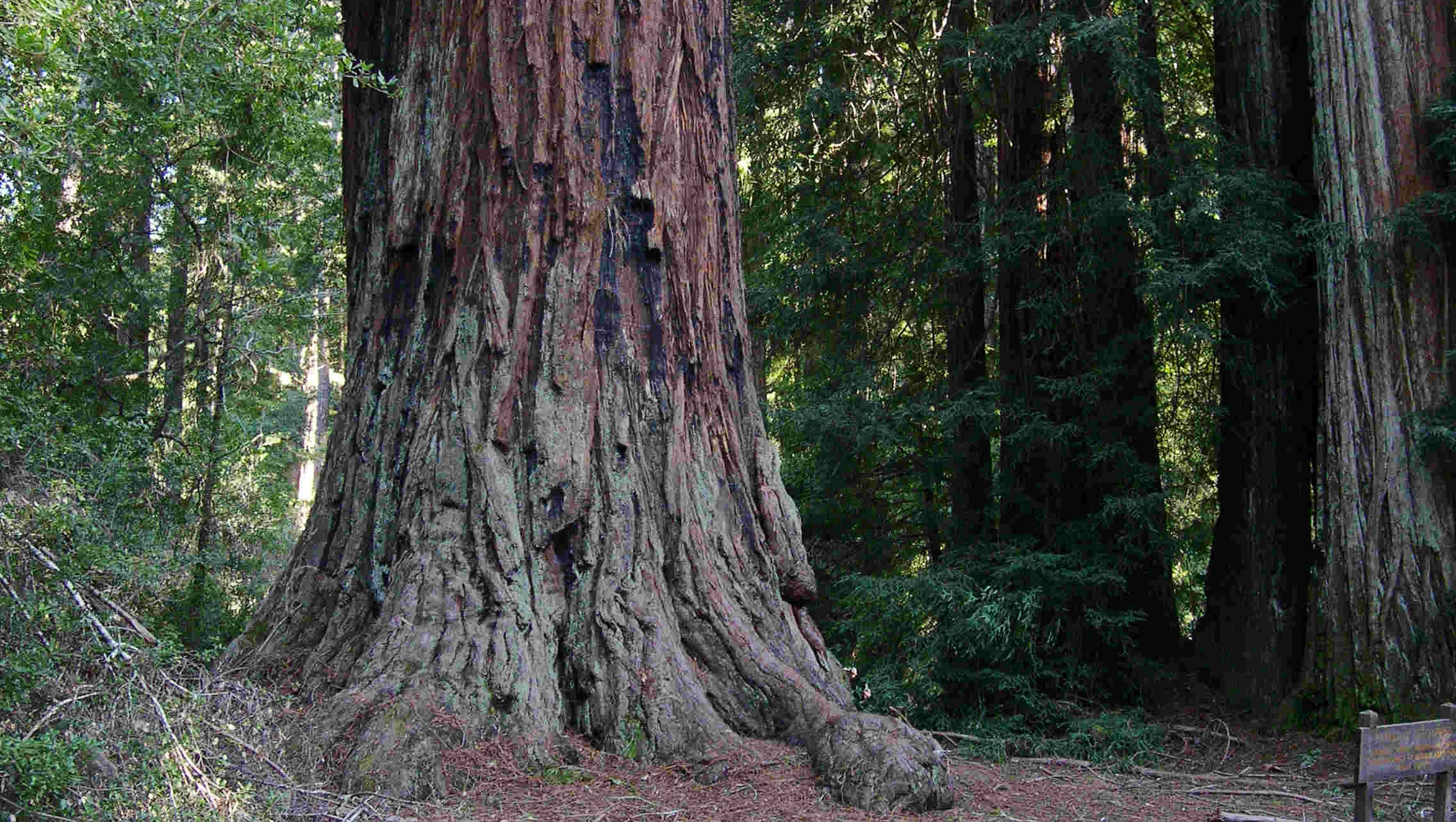 Vertigo - Communing With The Redwoods — Reel SF