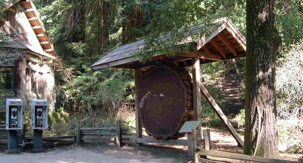 Vertigo - Communing With The Redwoods — Reel SF