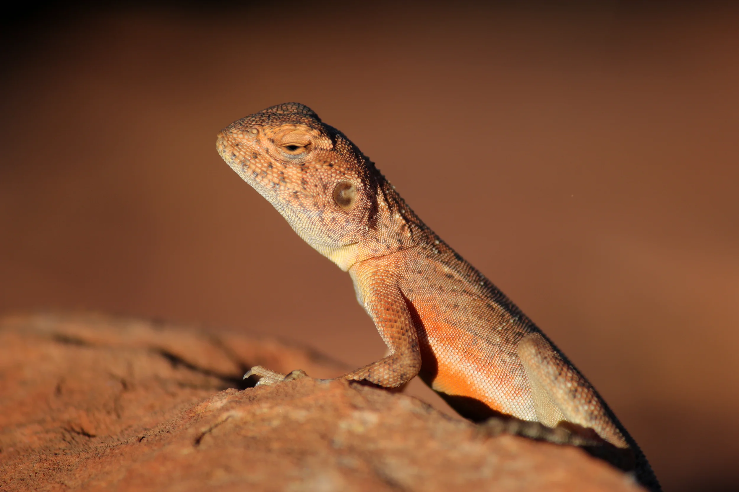 Gallery — Daniel Hoops