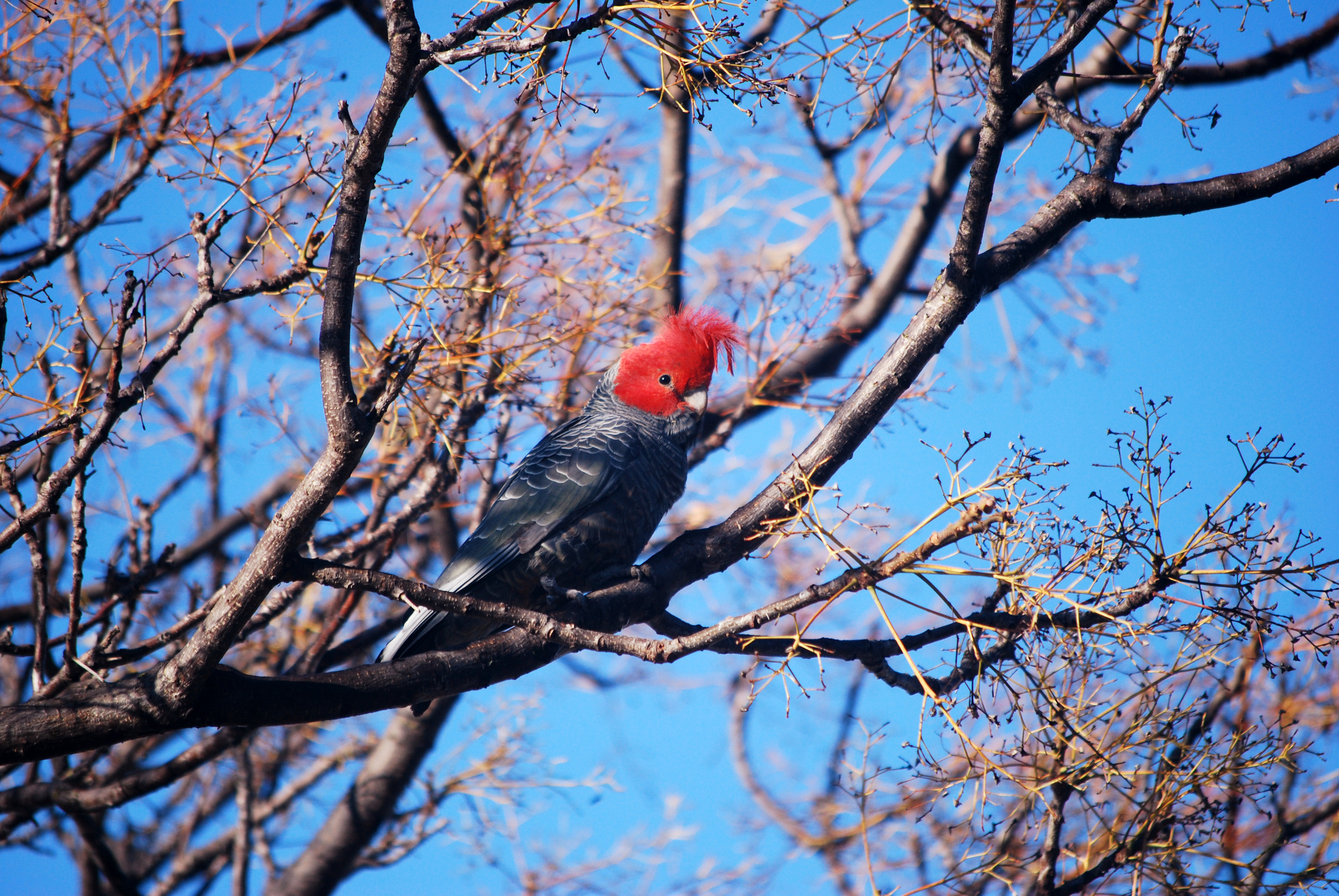 On-campus wildlife — Daniel Hoops