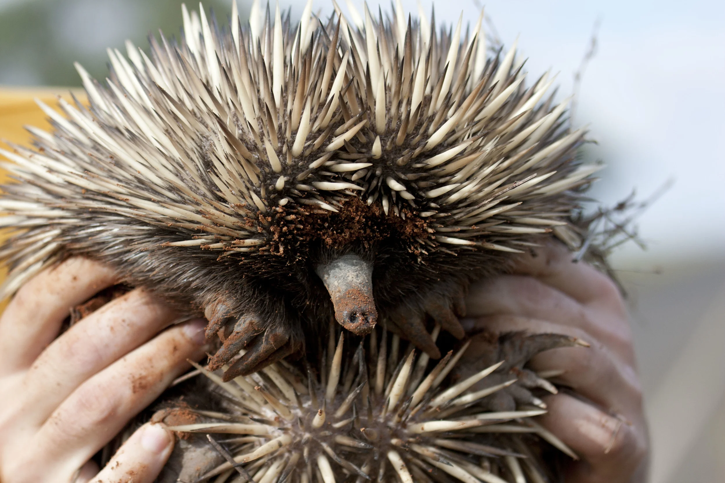 Here are some monotremes — Daniel Hoops