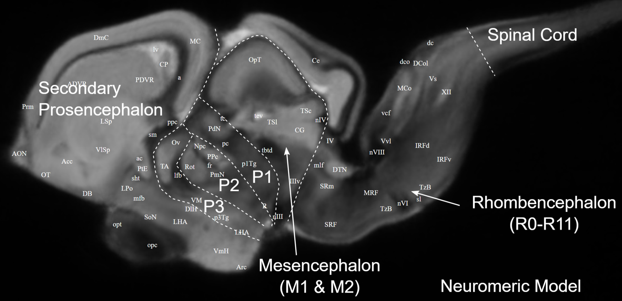 Do you need a reptile brain atlas? — Daniel Hoops