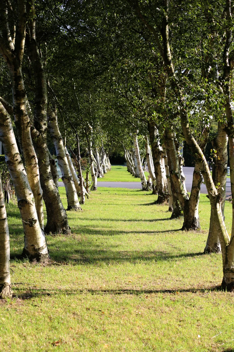 The Park — Eastham Hall Caravan Park