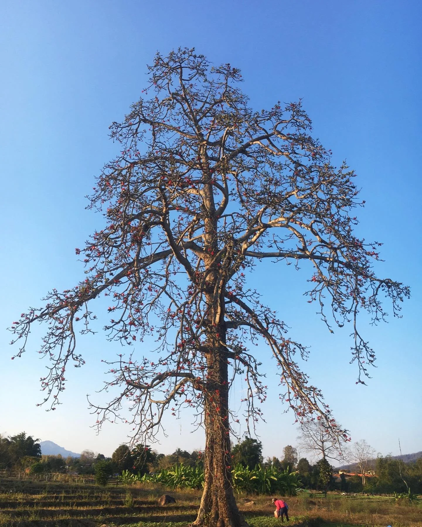 The Red Cotton Tree — Journey Mama