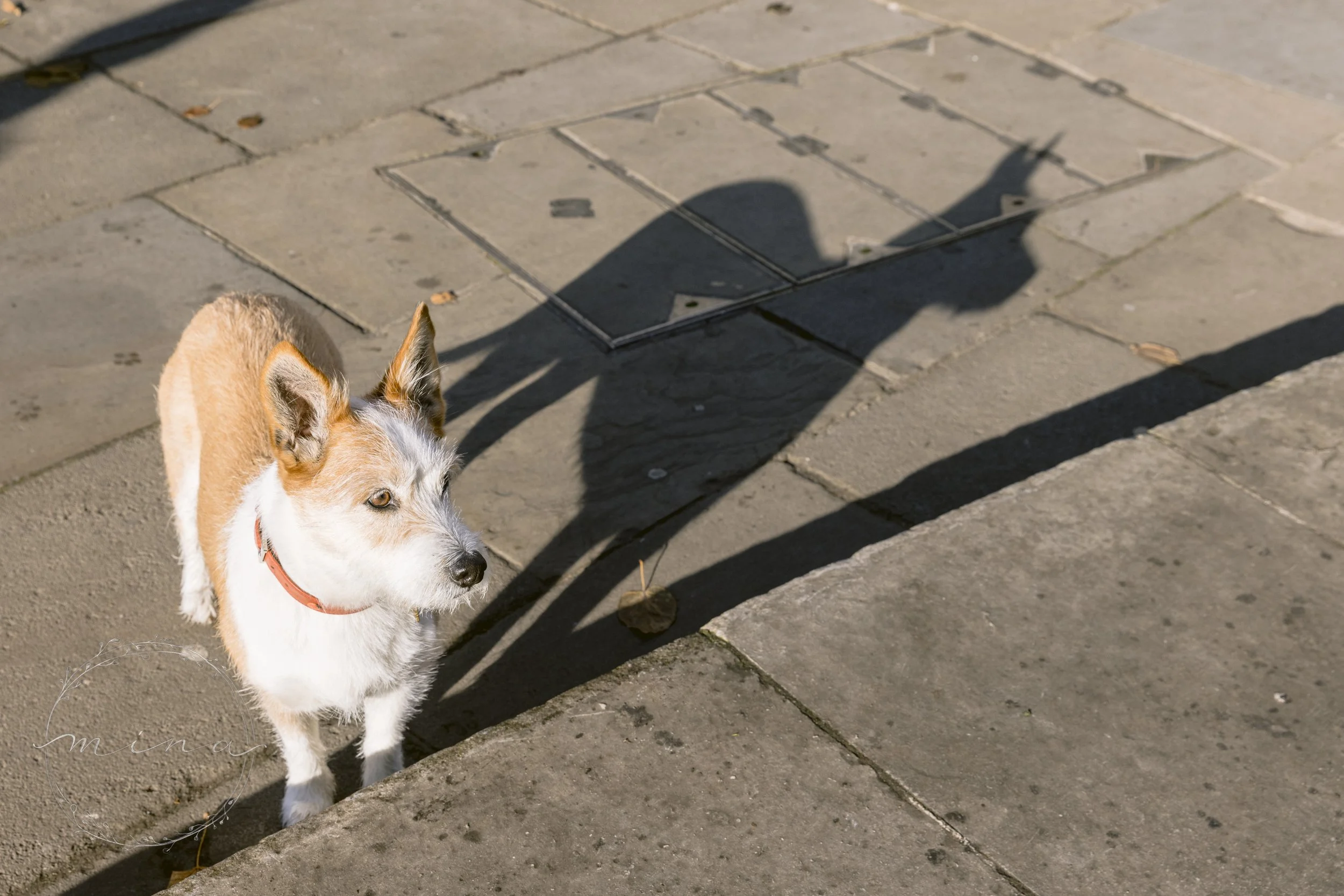 London Dog Photographer | Christmas Dog Photo Session in Central London ...
