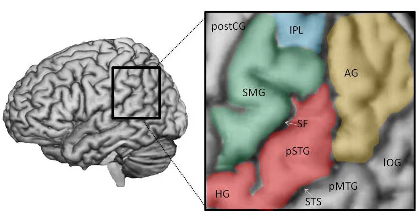 Diagram a Brain ROI — Concepts & Cognition Laboratory
