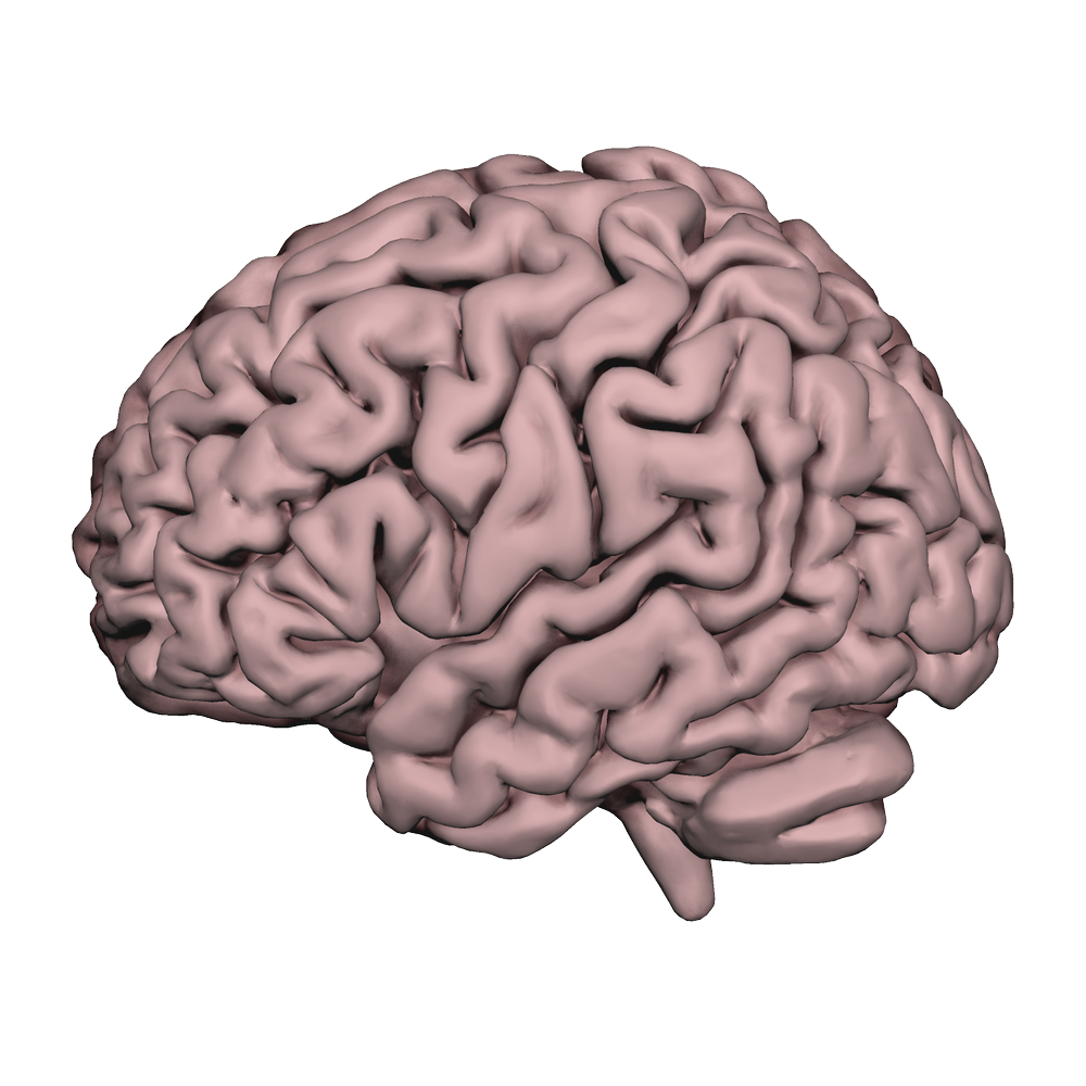 Diagram a Brain ROI — Concepts & Cognition Laboratory