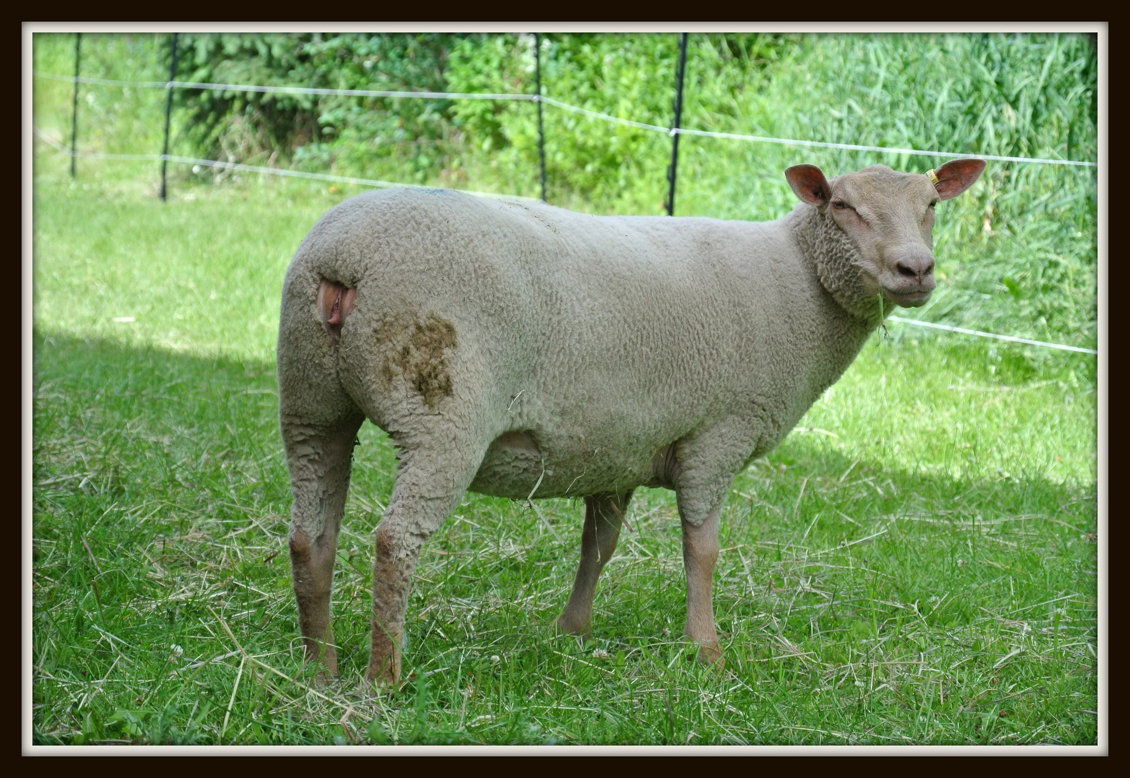 CHAROLLAIS SHEEP — FOUR L FARM