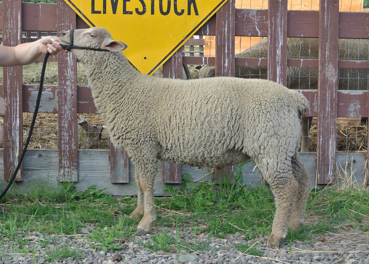CHAROLLAIS SHEEP — FOUR L FARM