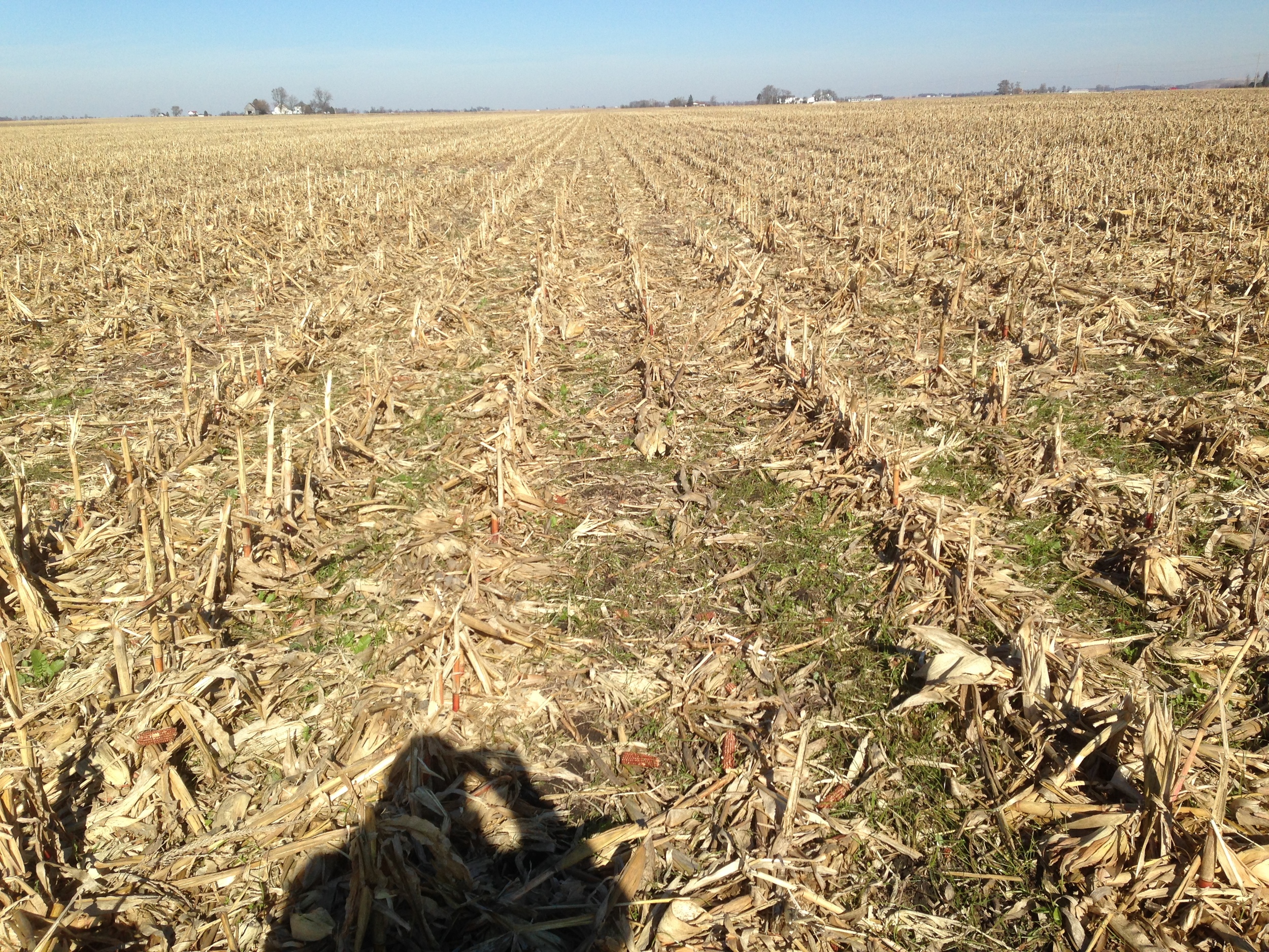 Video: First Year Cover Crop in Continuous No Till System — CISCO Farm Seed
