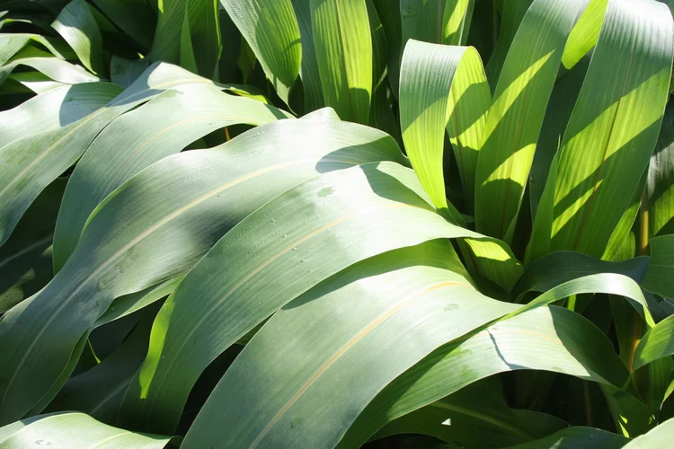 Silo-Pro Brachytic Dwarf BMR Forage Sorghum — CISCO Farm Seed
