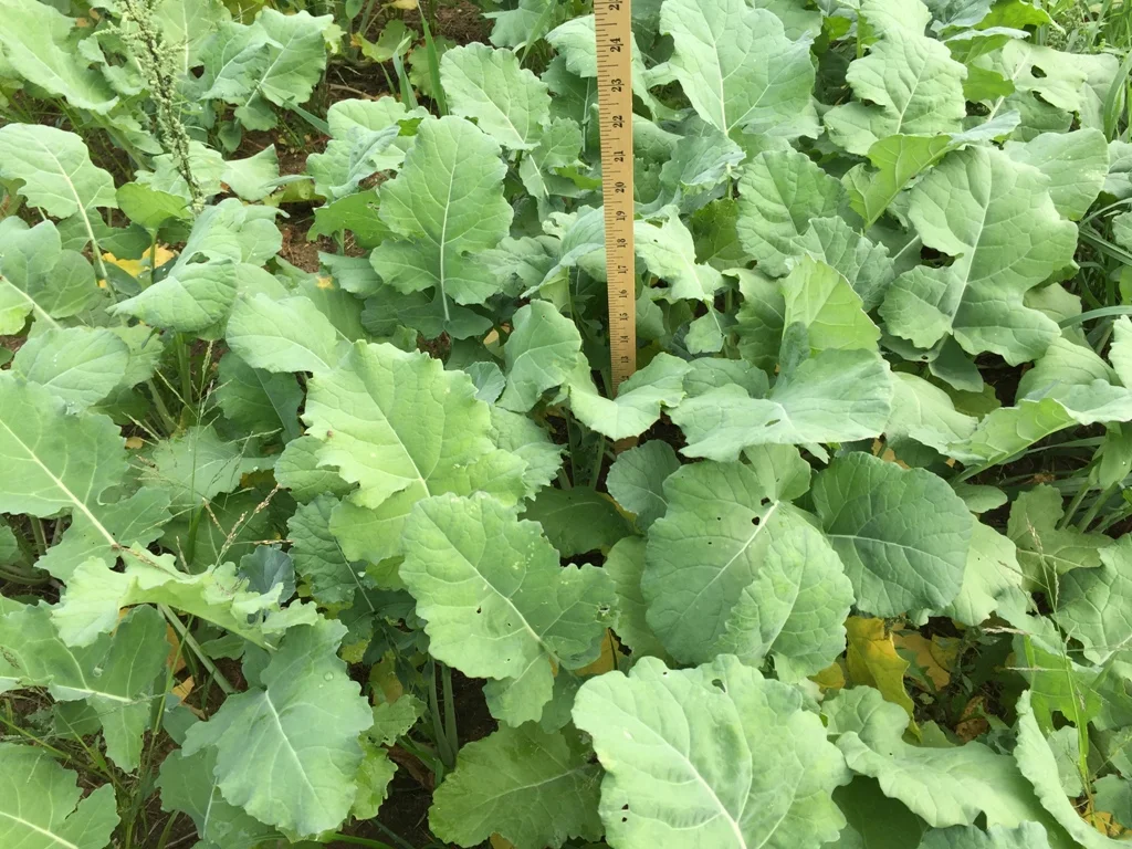 Rapeseed — CISCO Farm Seed