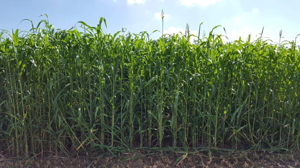 Summer Annual Grasses — CISCO Farm Seed