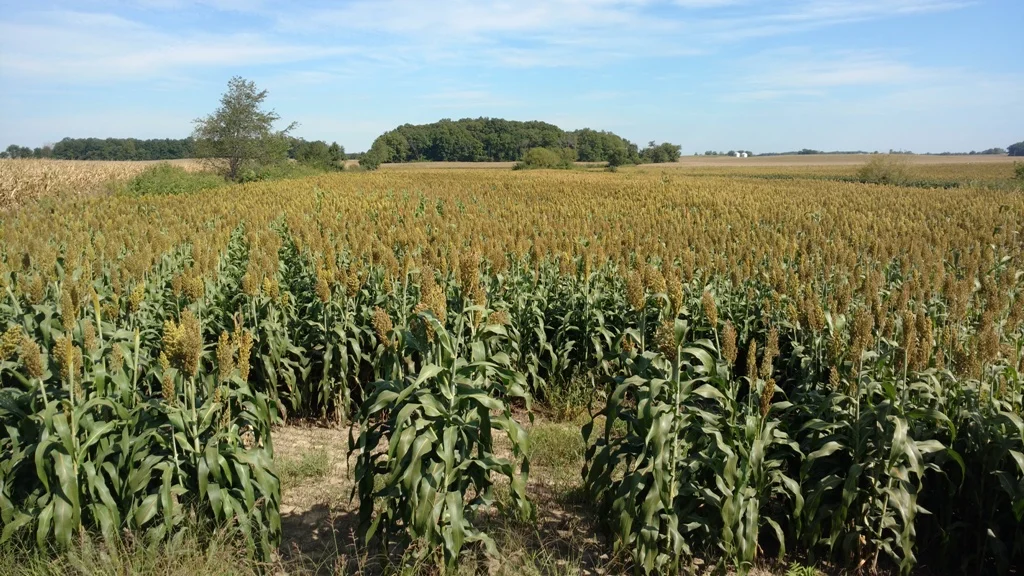 Silo-Pro Brachytic Dwarf BMR Forage Sorghum — CISCO Farm Seed