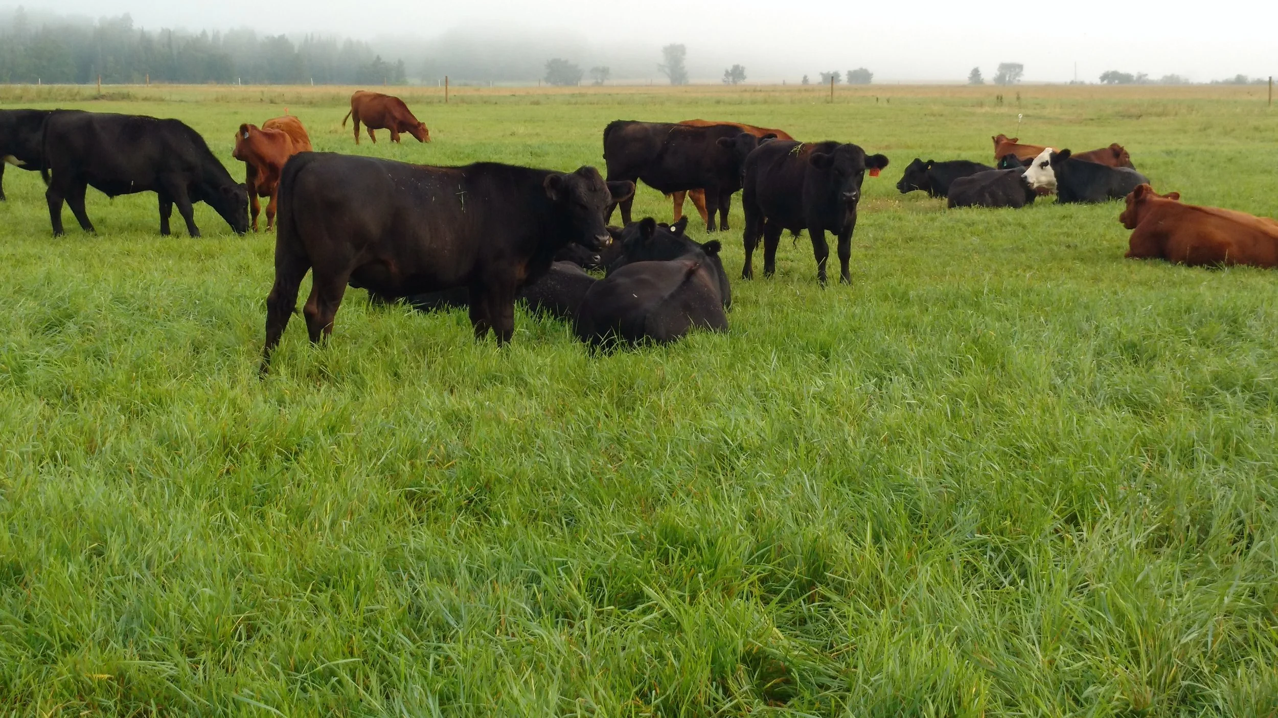 Planting a Cocktail Mix as a Nurse Crop for Permanent Pasture — CISCO ...