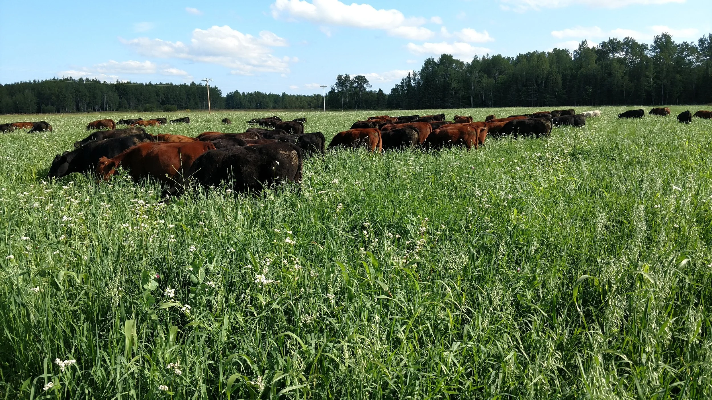 Event: Cover Crops for Forage & Soil Health — CISCO Farm Seed