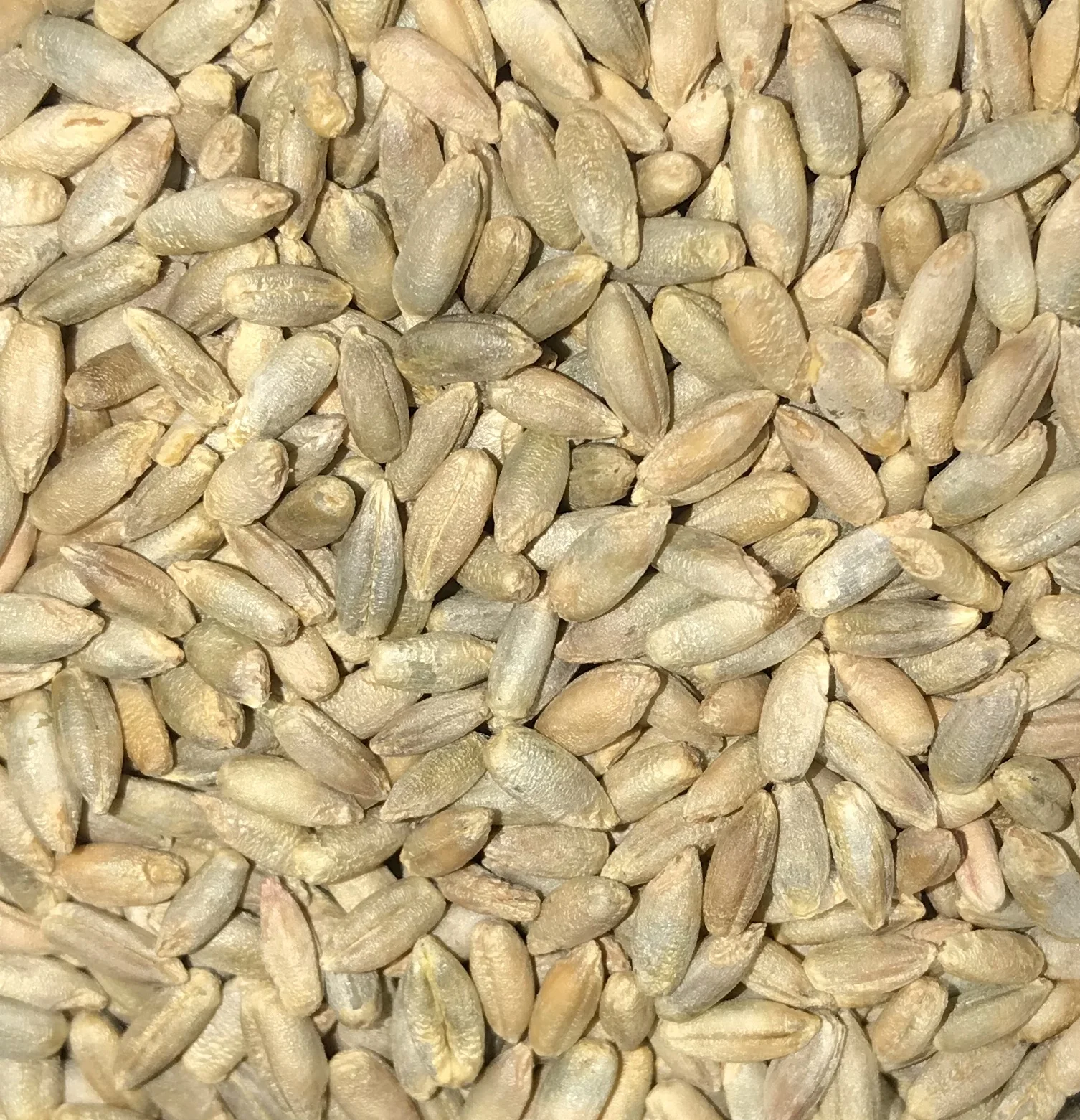 cereal rye — Blog — CISCO Farm Seed