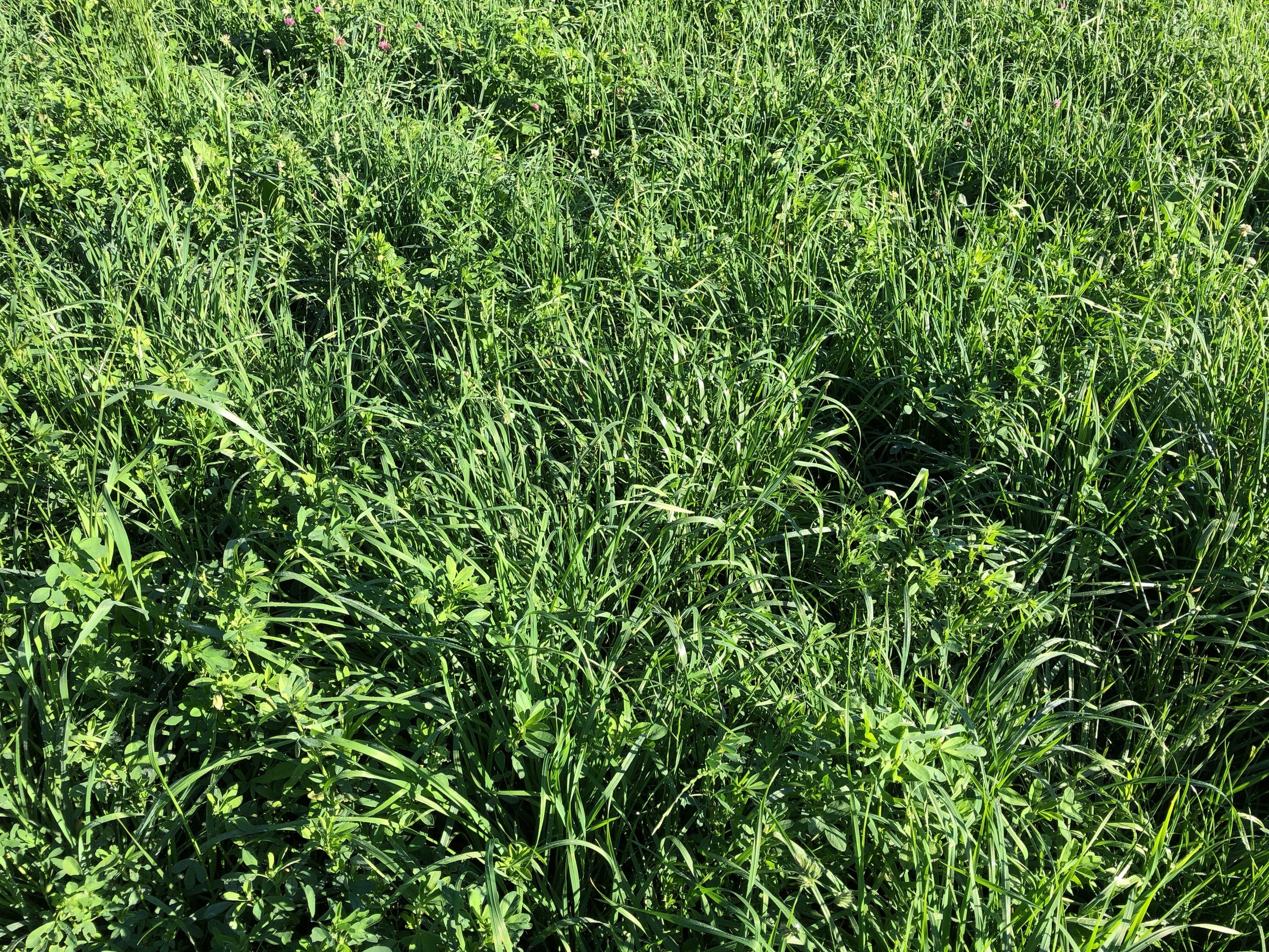 Forage Mixes - CISCO Brand — CISCO Farm Seed