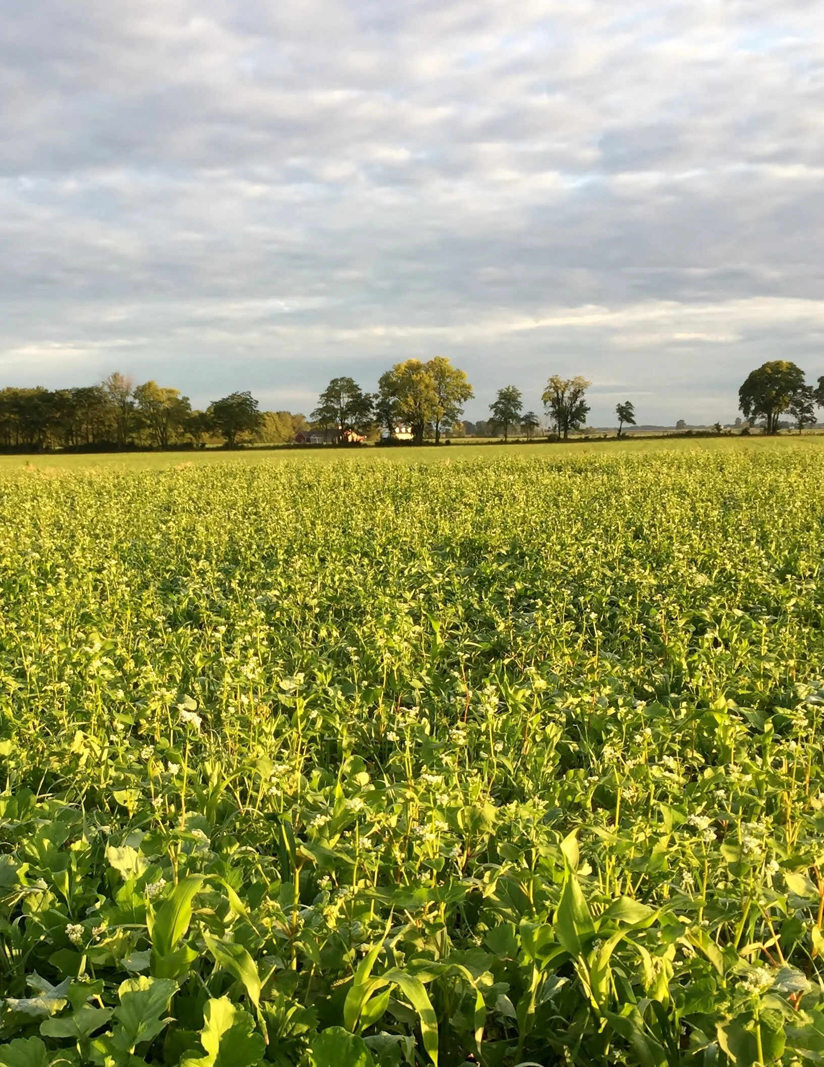 Cover crop advice from a 14 year cover crop veteran — CISCO Farm Seed