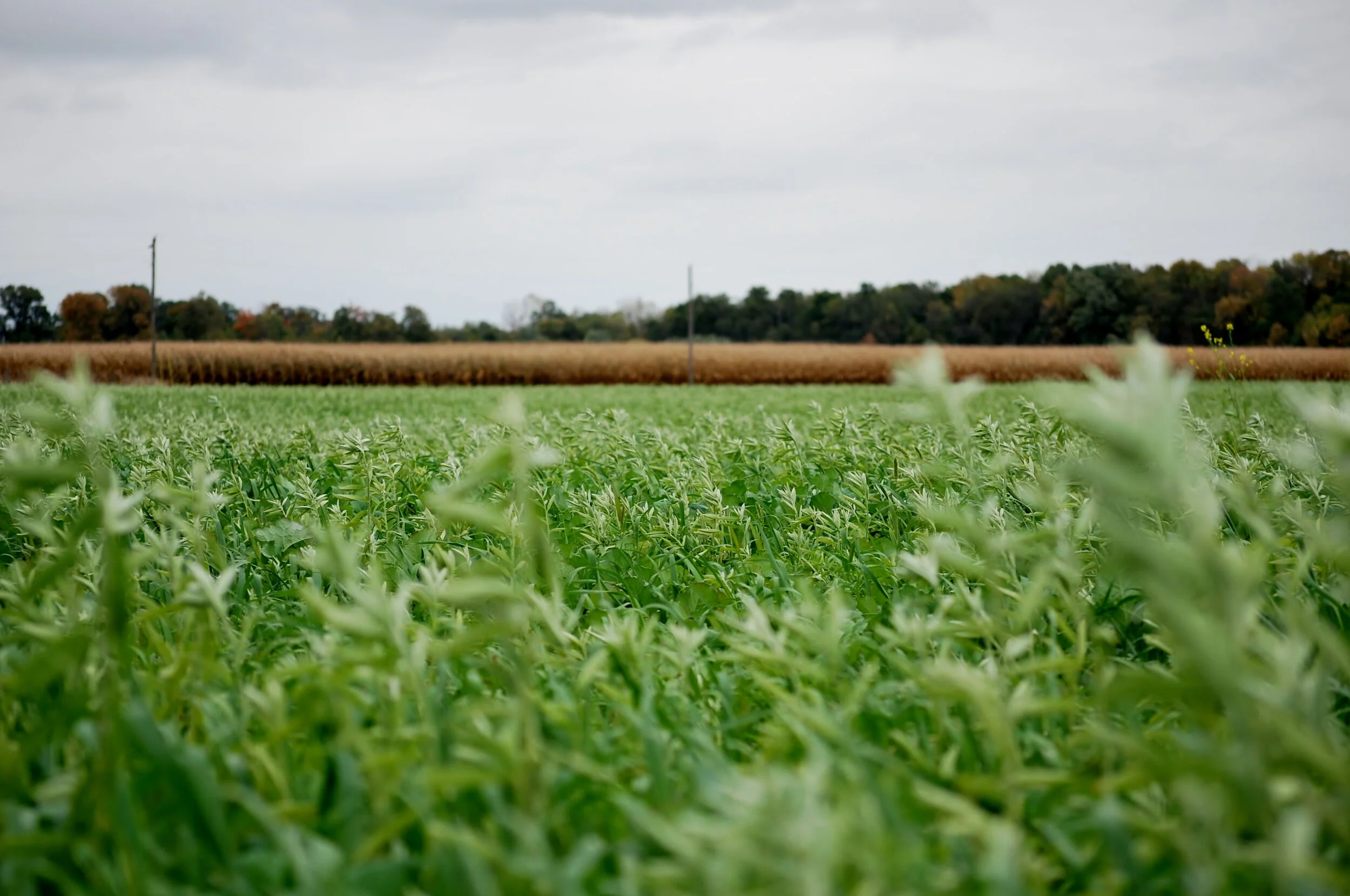 Cover crop advice from a 14 year cover crop veteran — CISCO Farm Seed