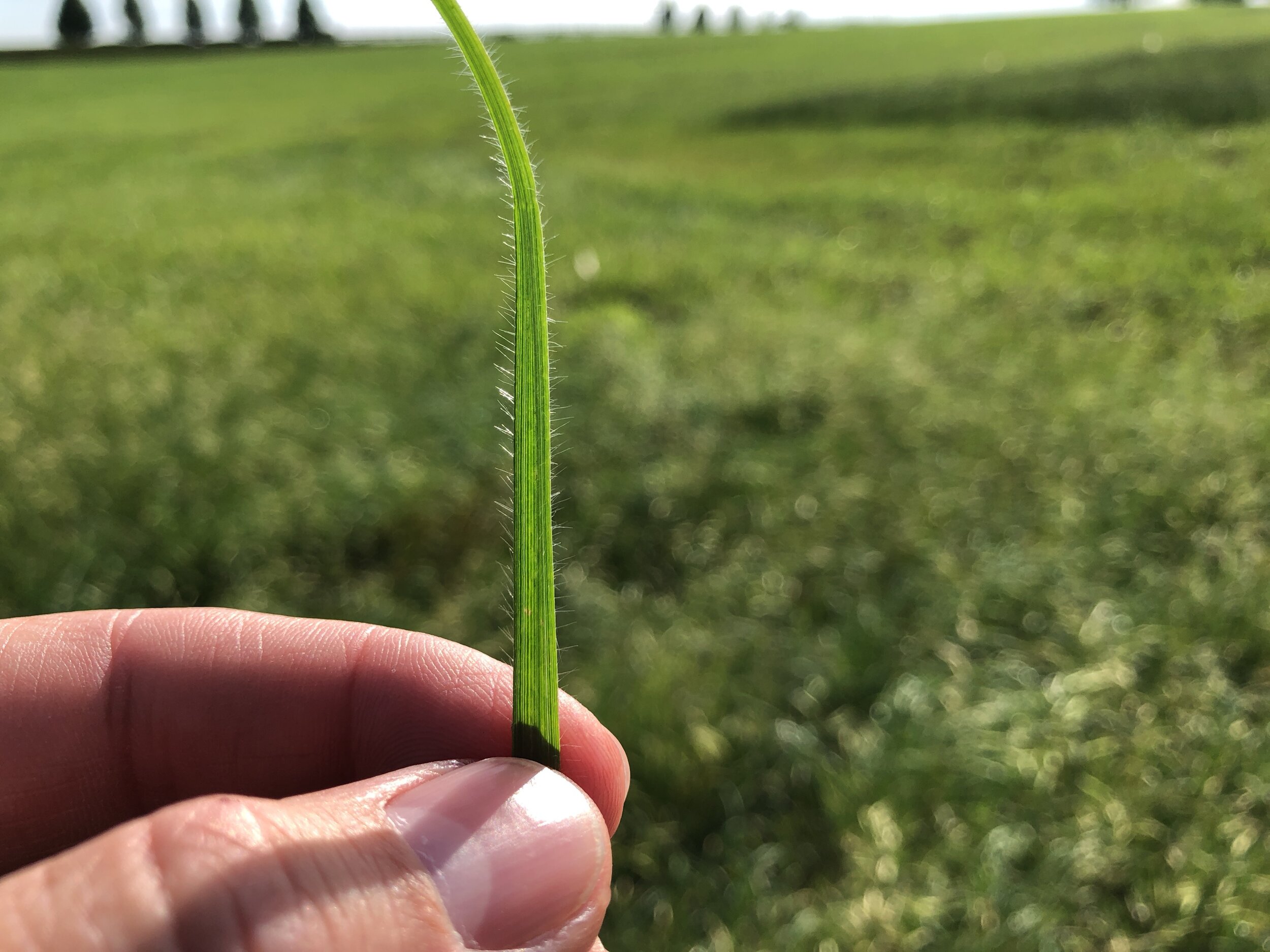 Meadow Bromegrass vs. Smooth Bromegrass — CISCO Farm Seed