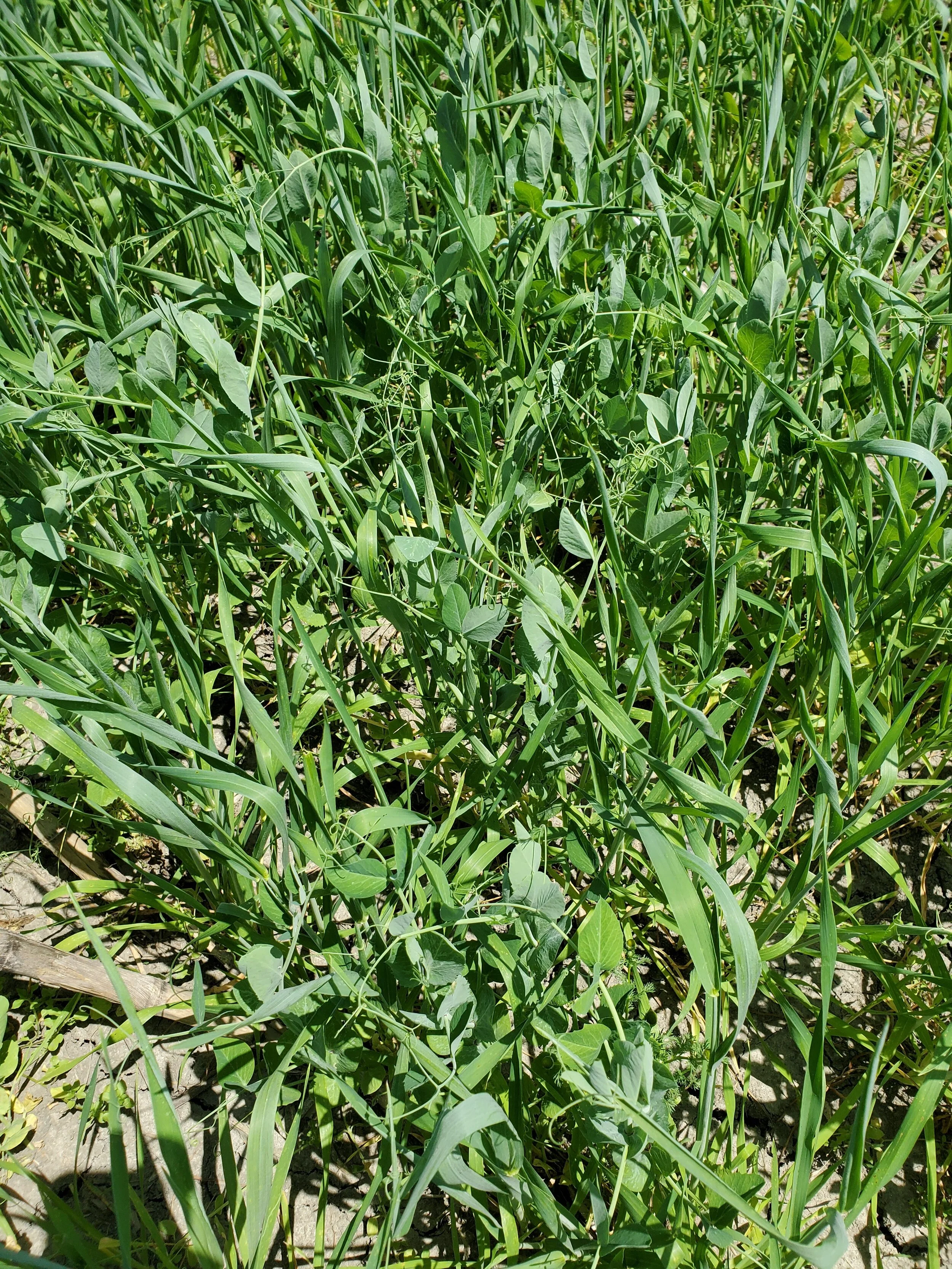 Annual Forage Mixes — CISCO Farm Seed