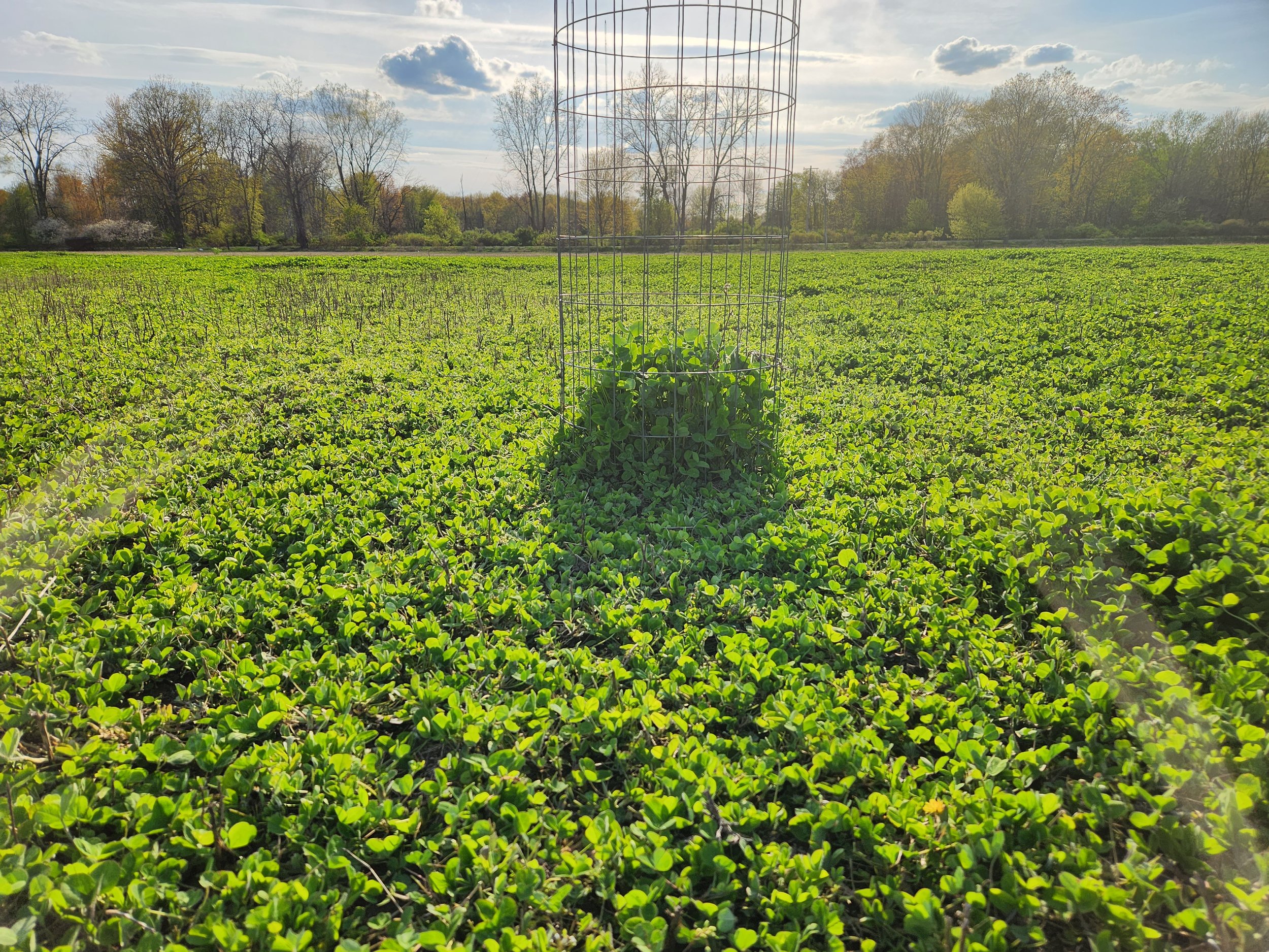 Midwestern Wildlife Zone - 2025 Plot Update — CISCO Farm Seed