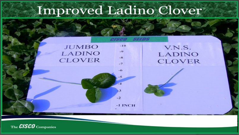 Midwestern Wildlife Zone - 2025 Plot Update — CISCO Farm Seed