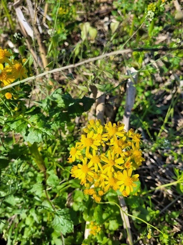 Virtual Cover Crop Tour - Spring 2024 — CISCO Farm Seed