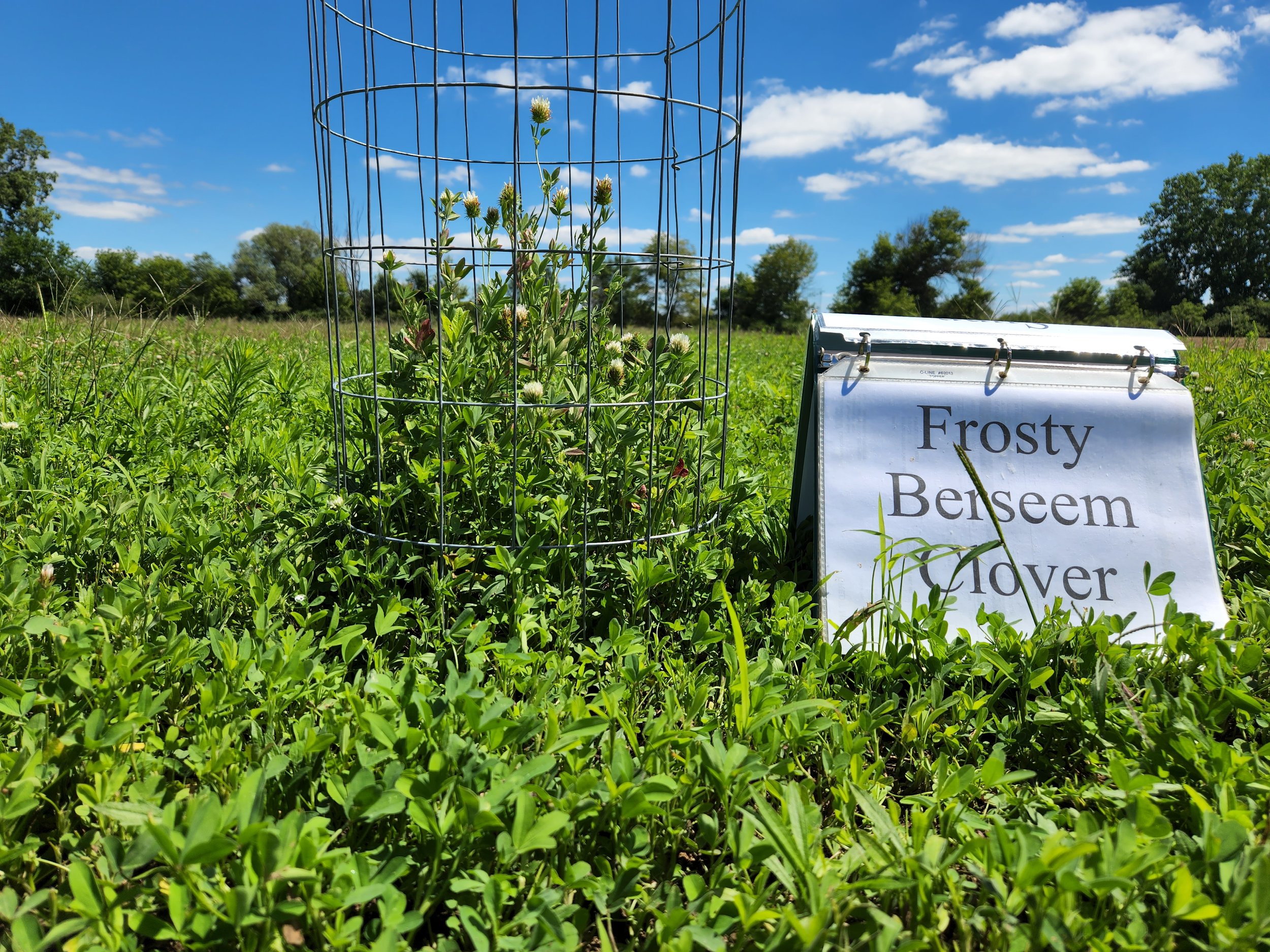 Midwestern Wildlife Zone - 2025 Plot Update — CISCO Farm Seed