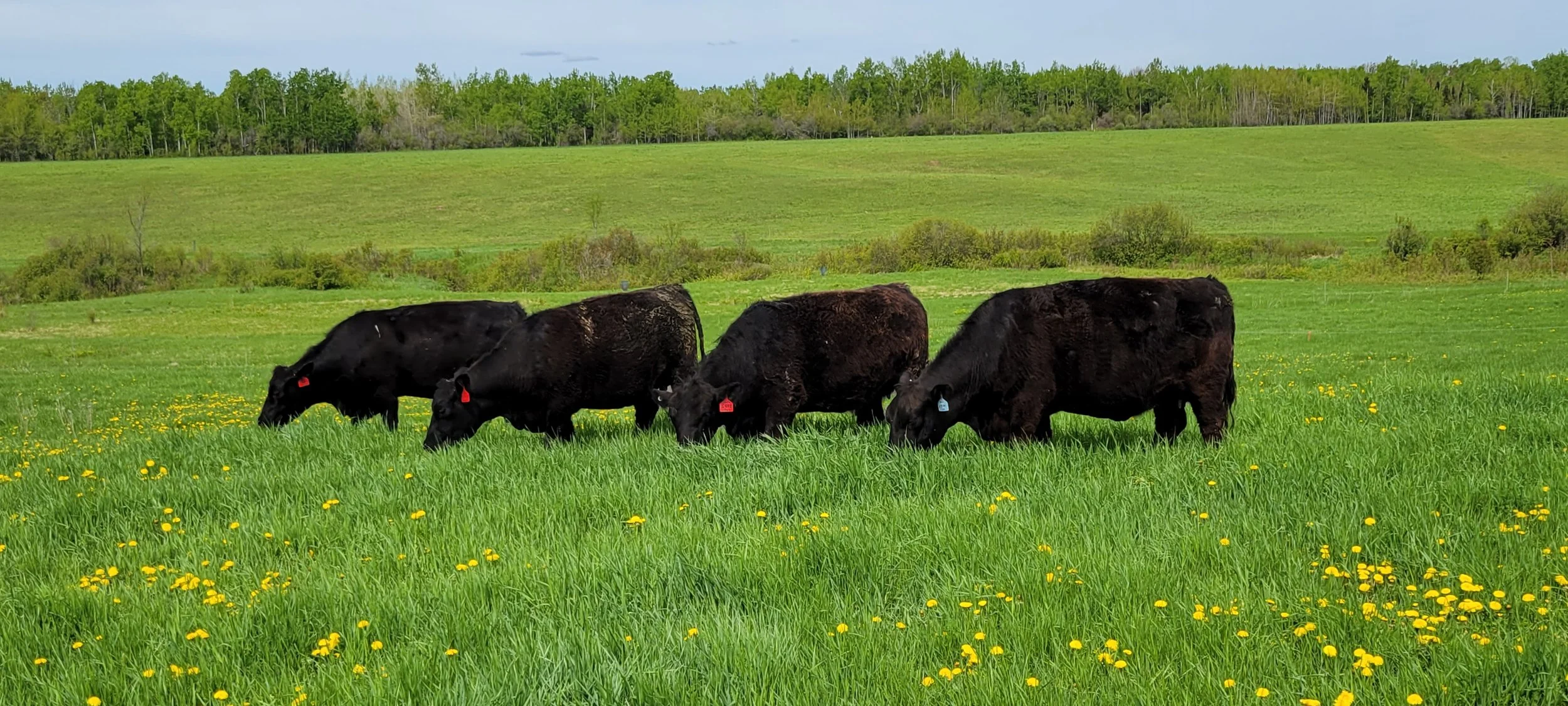 Pasture Management Basics — CISCO Farm Seed